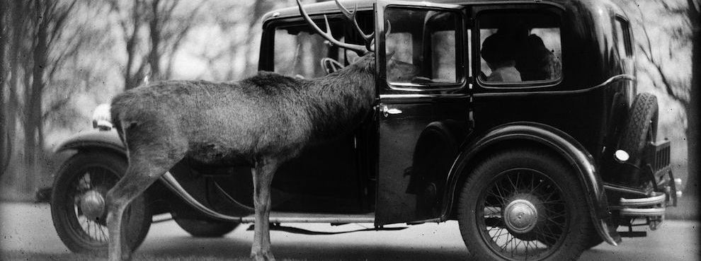 Of Deer, Terrorism, and Liberal Triumphalism | Hudson Institute