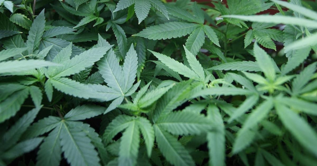Hard to Study: The Difficulty in Measuring Marijuana’s Value | Hudson ...